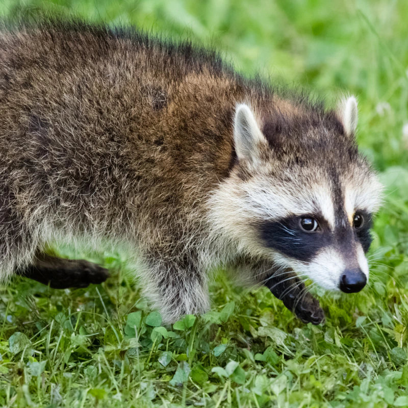 Raccoon & Squirrel Removal Services | Request a Quote